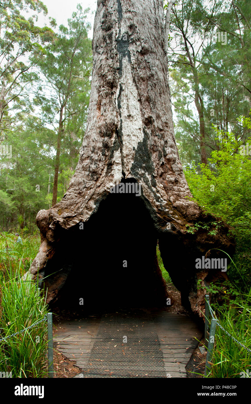 Giant Tingle Tree - Walpole - Australia Stock Photo - Alamy