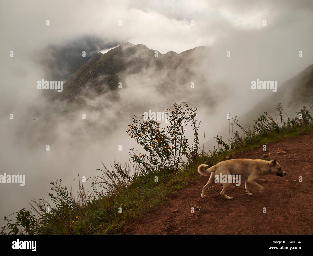 Peruvian dog hi-res stock photography and images - Alamy