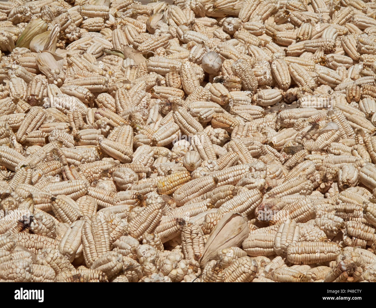 pile of dried maize cobs in Peru Stock Photo - Alamy