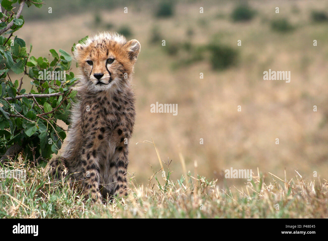 Cheetah body hi-res stock photography and images - Alamy