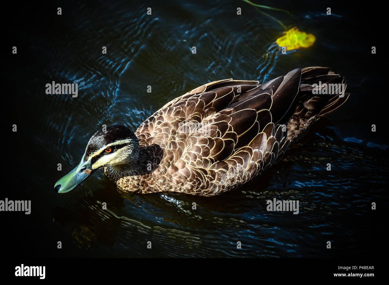 Pacific Black Duck Stock Photo - Alamy