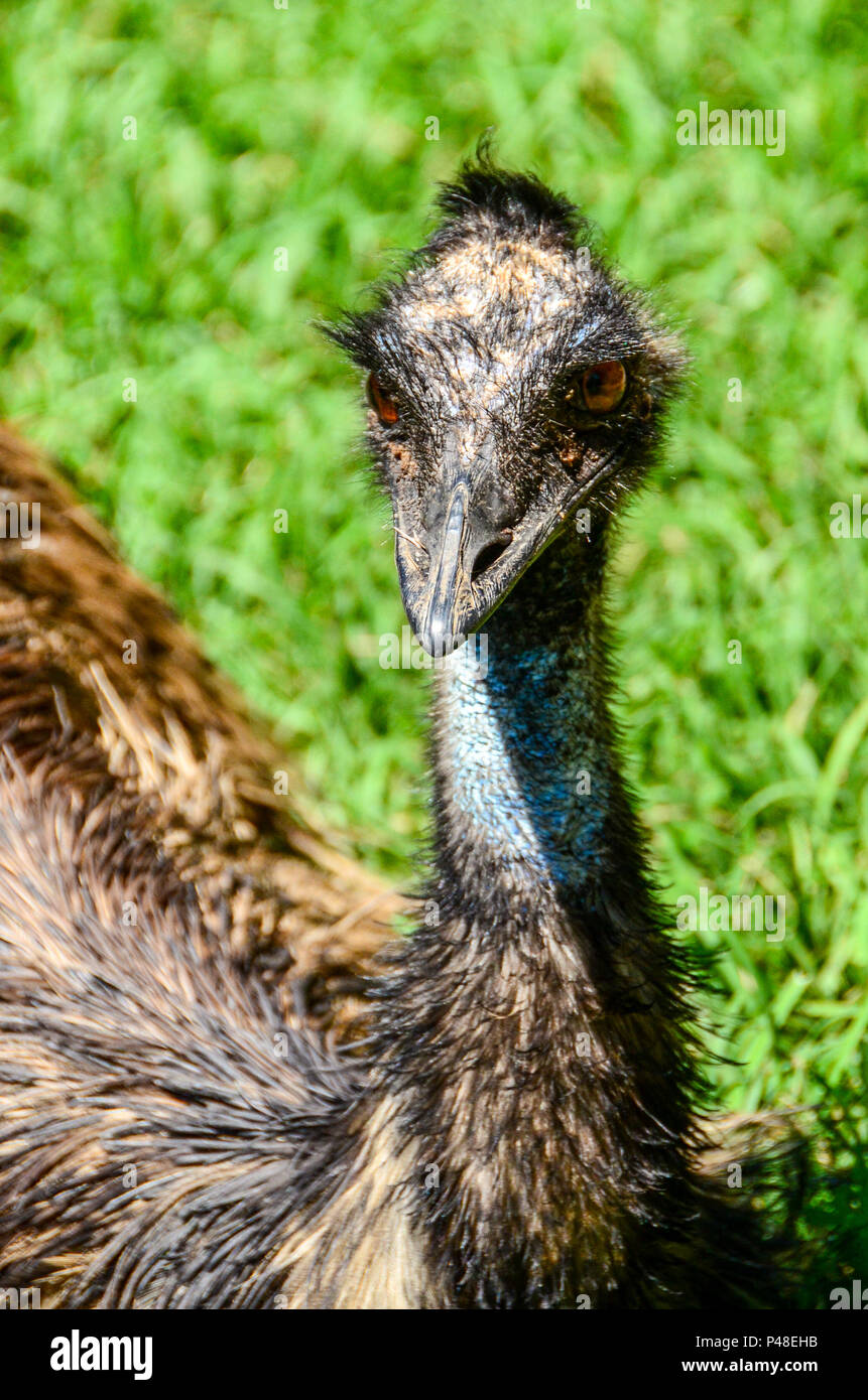 Largest australian bird hi-res stock photography and images - Alamy