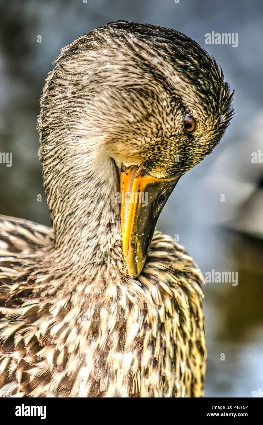 Porcess hi-res stock photography and images - Alamy