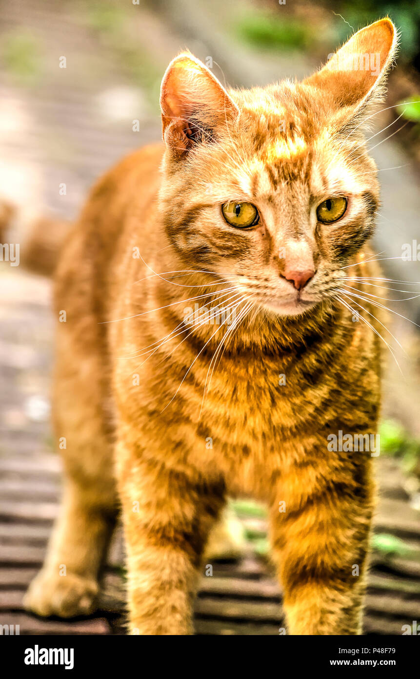 Young orange striped cat walking on a brick path Stock Photo - Alamy