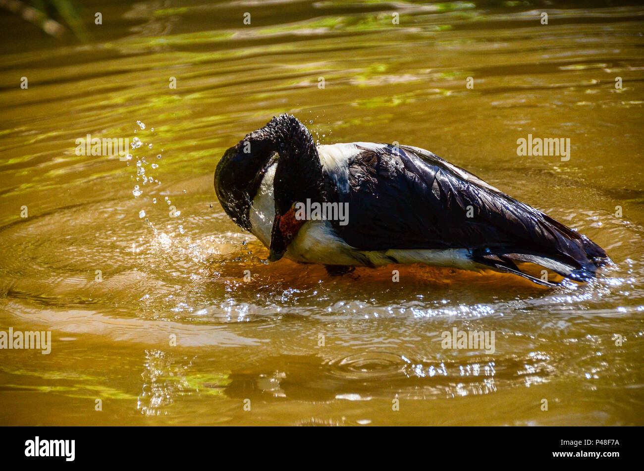 Water bird goose hi-res stock photography and images - Alamy