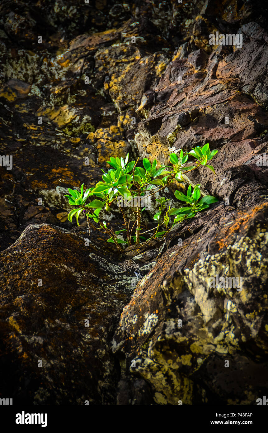 tree growing in rocks at the beach Stock Photo - Alamy
