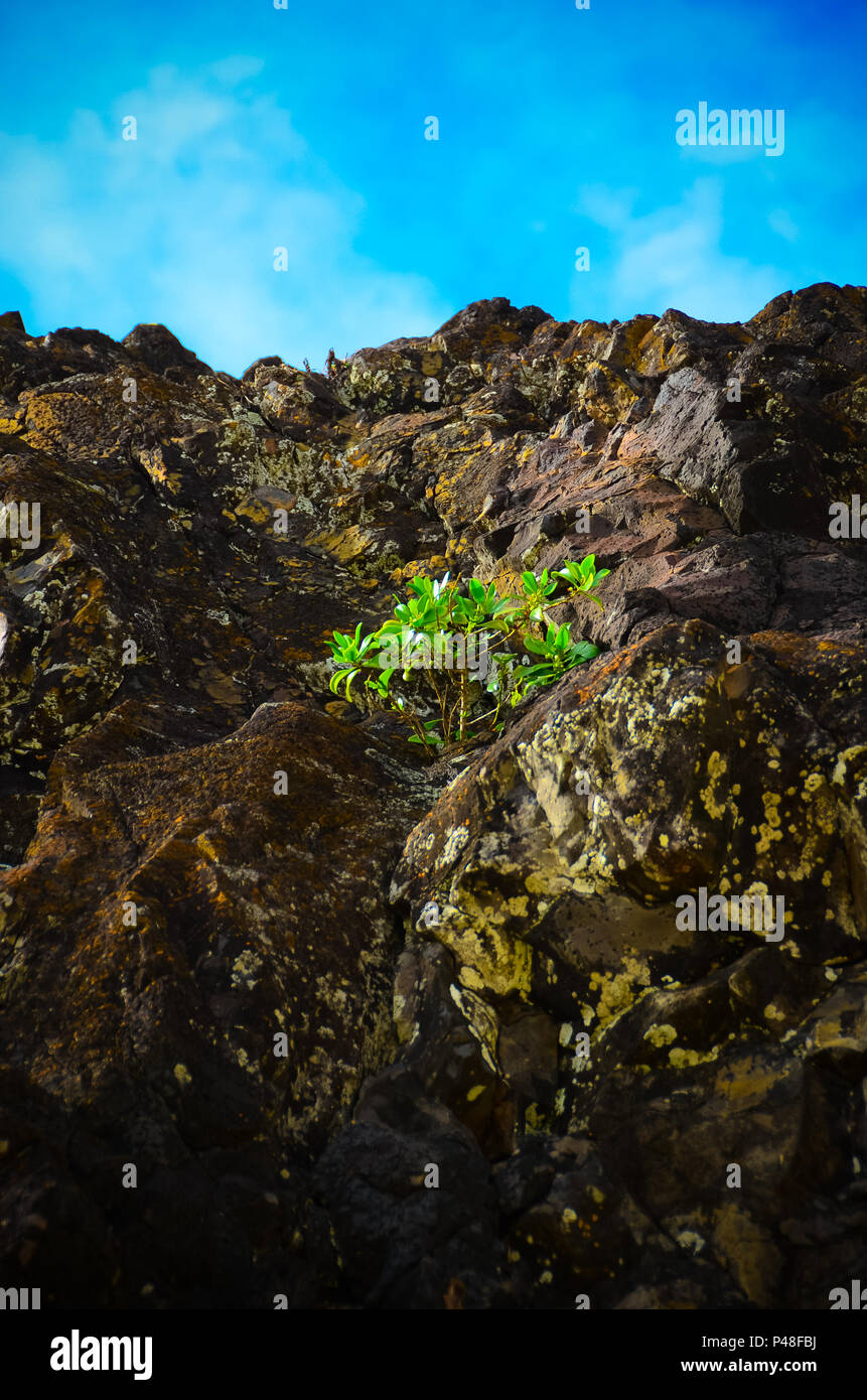 Tree growing in rocks hi-res stock photography and images - Alamy