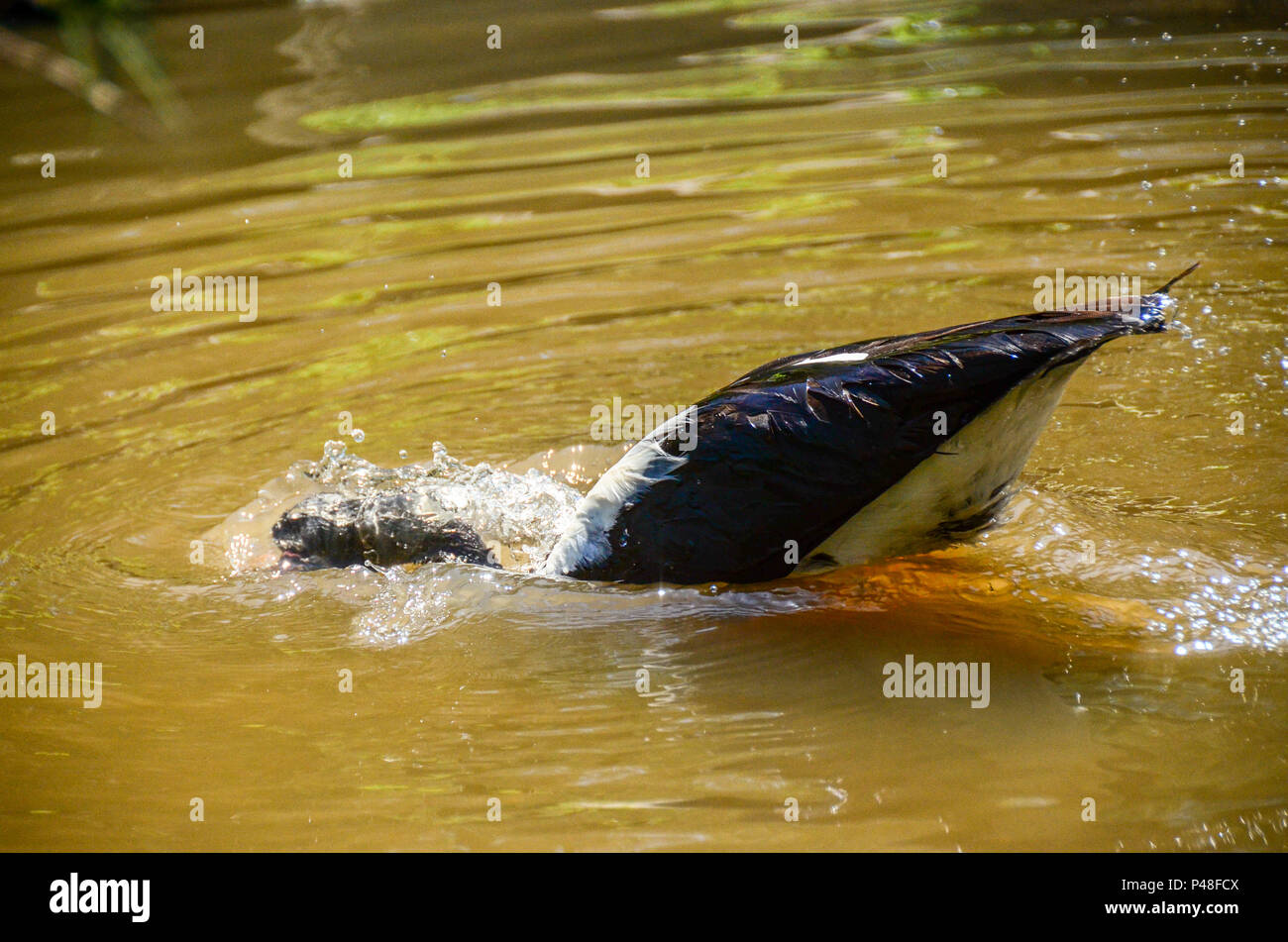 Magpie goose hi-res stock photography and images - Alamy