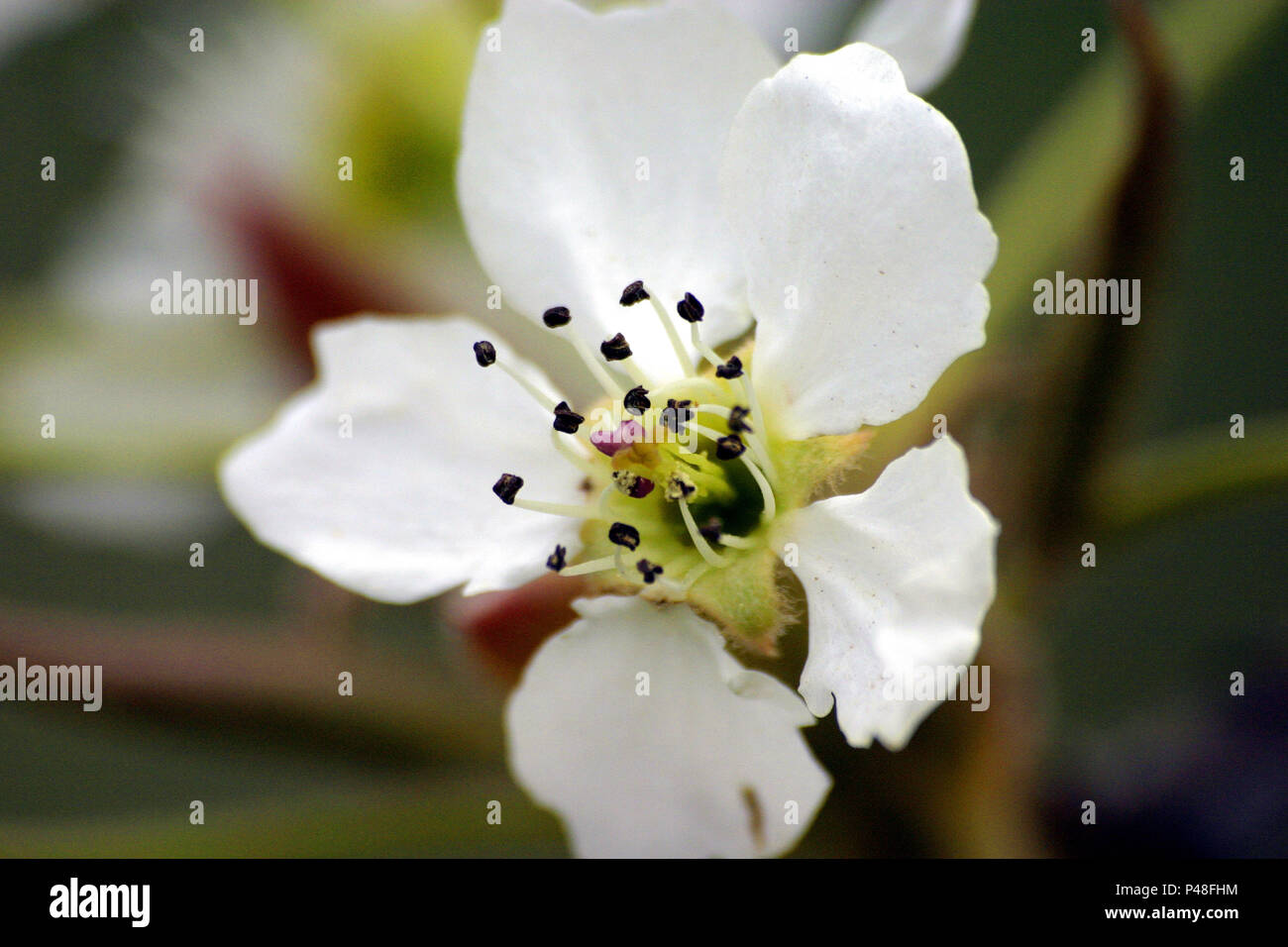 Flor de pera hi-res stock photography and images - Alamy