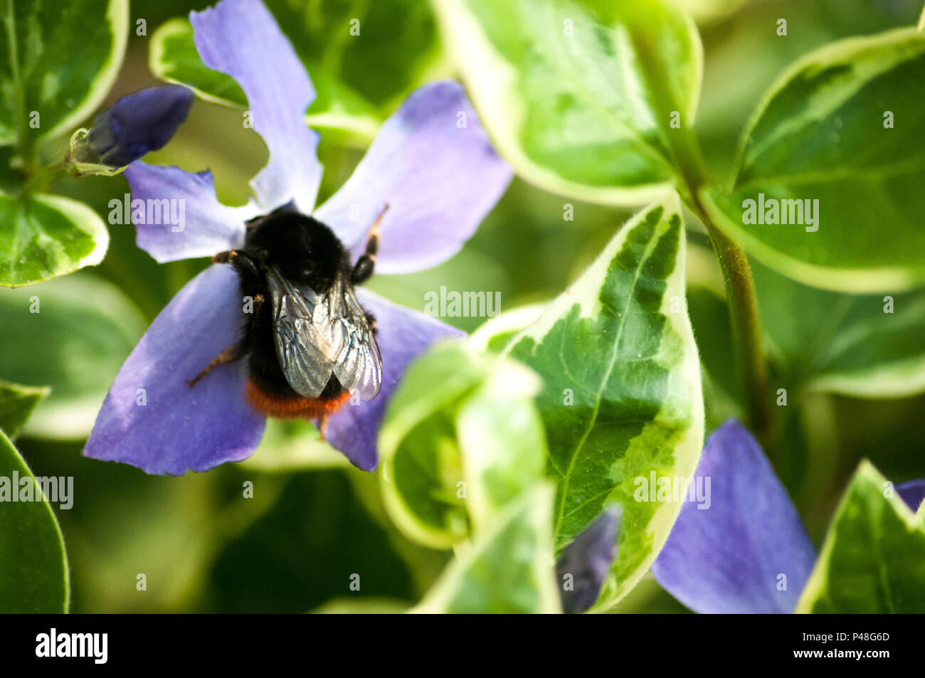 Pollen fluffy hi-res stock photography and images - Alamy