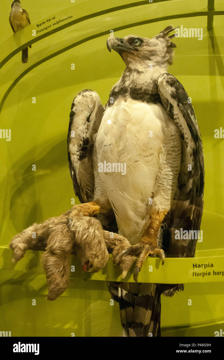 Caca de panda hi-res stock photography and images - Alamy