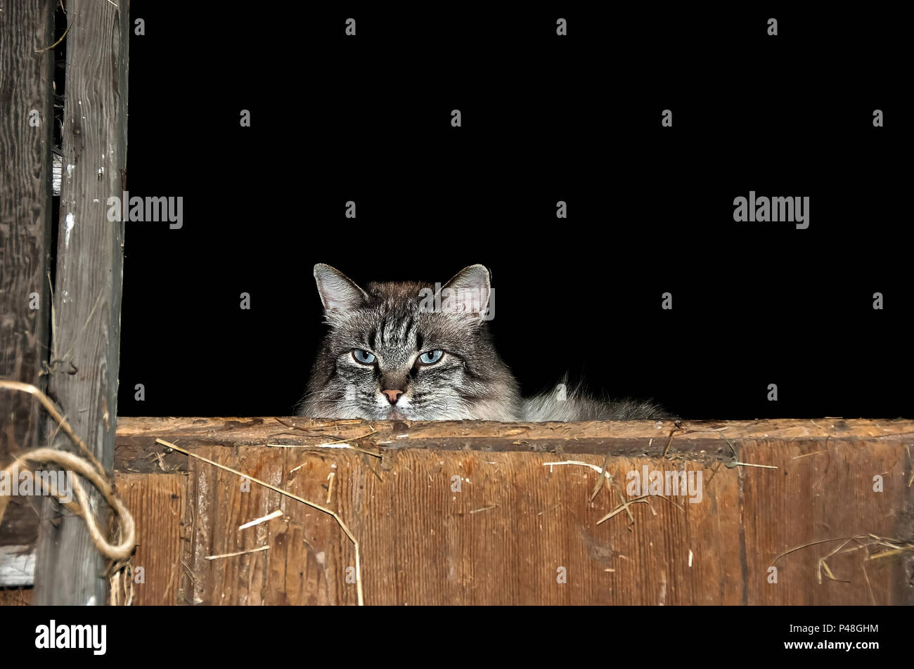 tabby barn cat in hay loft with old ladder Stock Photo - Alamy
