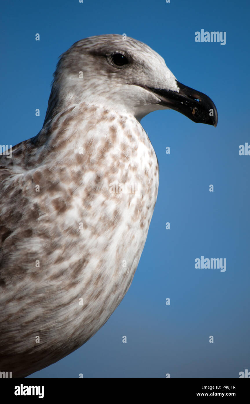 South africa apartheid beach hi-res stock photography and images - Alamy