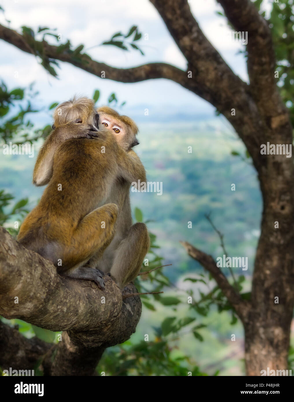 Sigiriya rock monkeys hi-res stock photography and images - Alamy