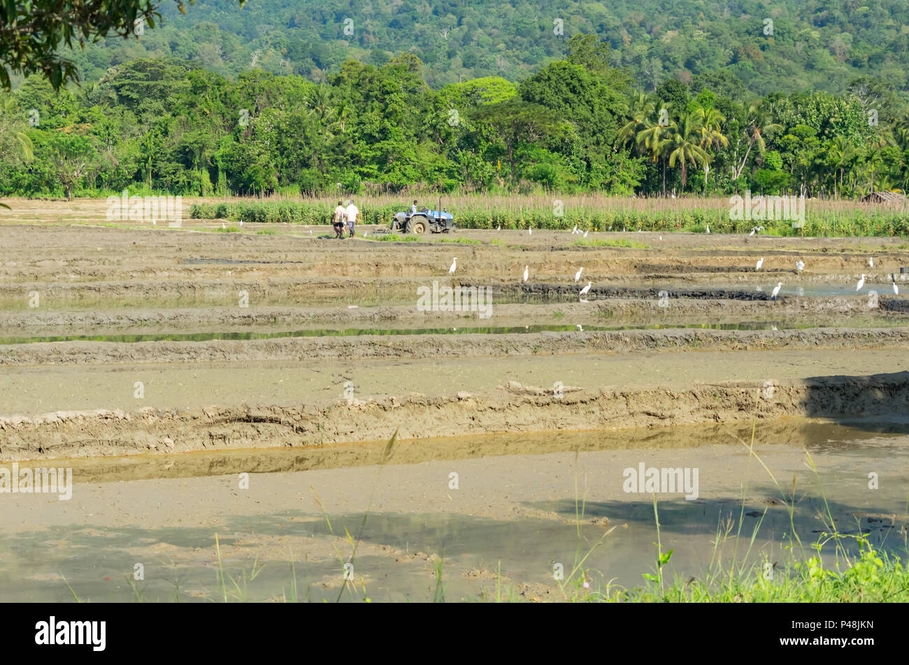 Rice plantation in sri lanka hi-res stock photography and images - Alamy