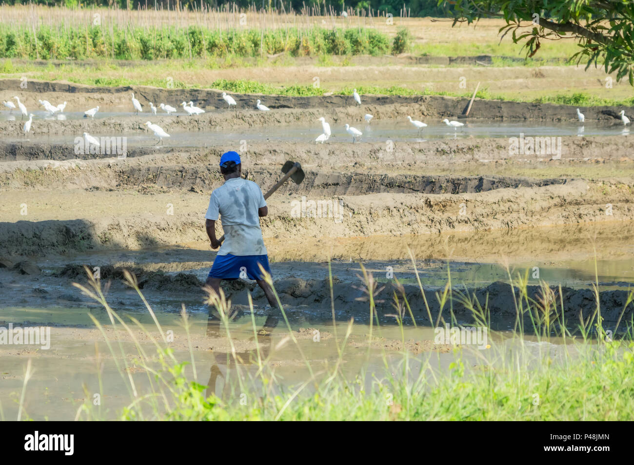 Paddy field man farmer sri lanka hi-res stock photography and images ...