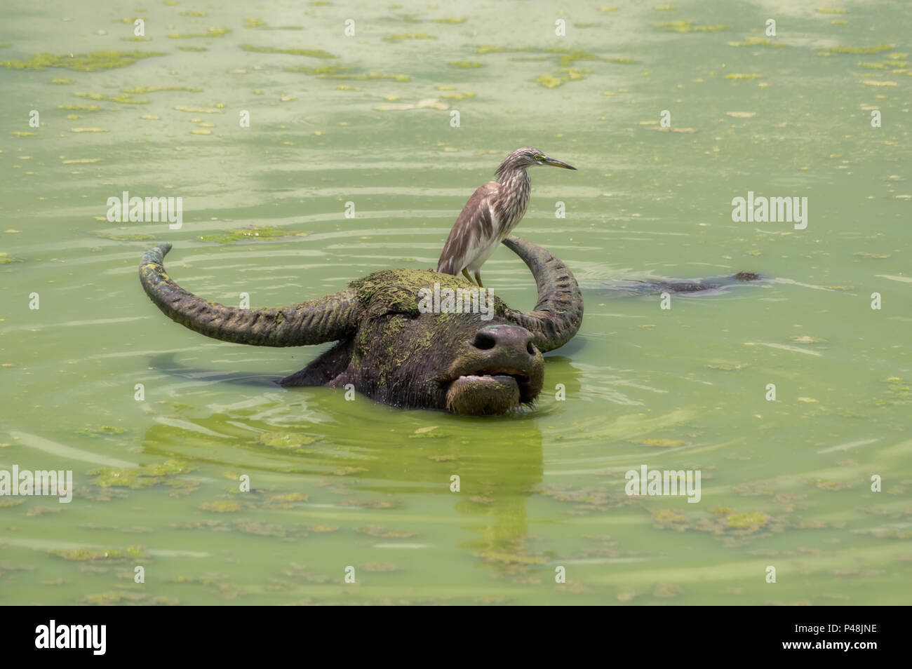 Bull Bull Bird High Resolution Stock Photography and Images - Alamy