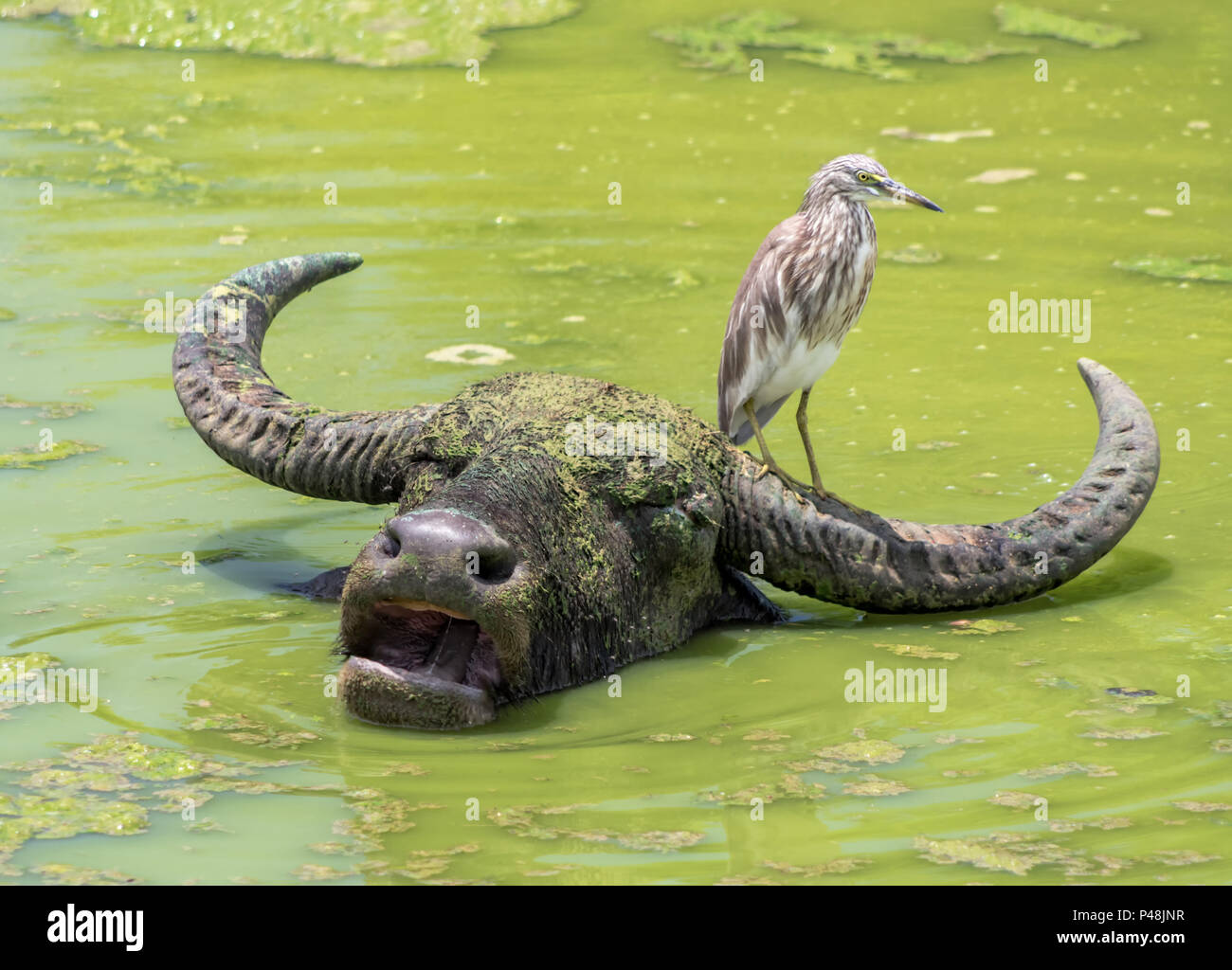 Wild bird sitting on the water buffalo head Stock Photo - Alamy