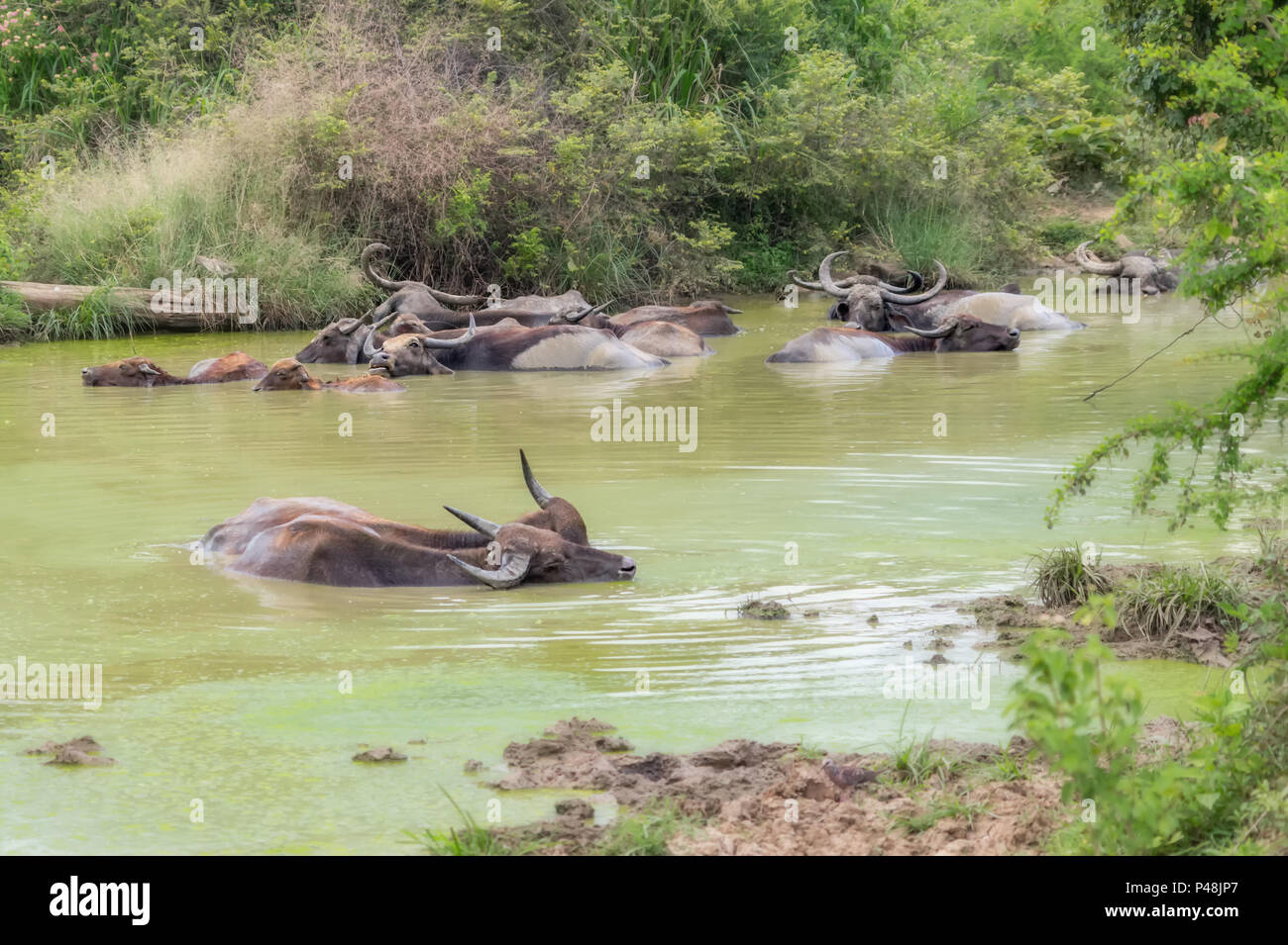 Asian Water Buffalo in a Mud Wallow in Sri Lanka Stock Photo - Alamy