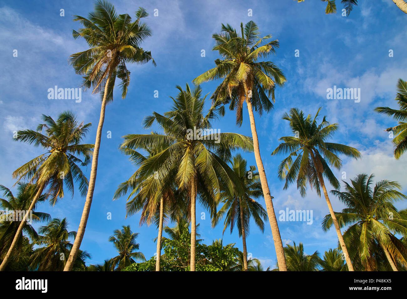 Philippine Coconut Tree Coconut Palm | Tree, Scientific Name, Uses,
