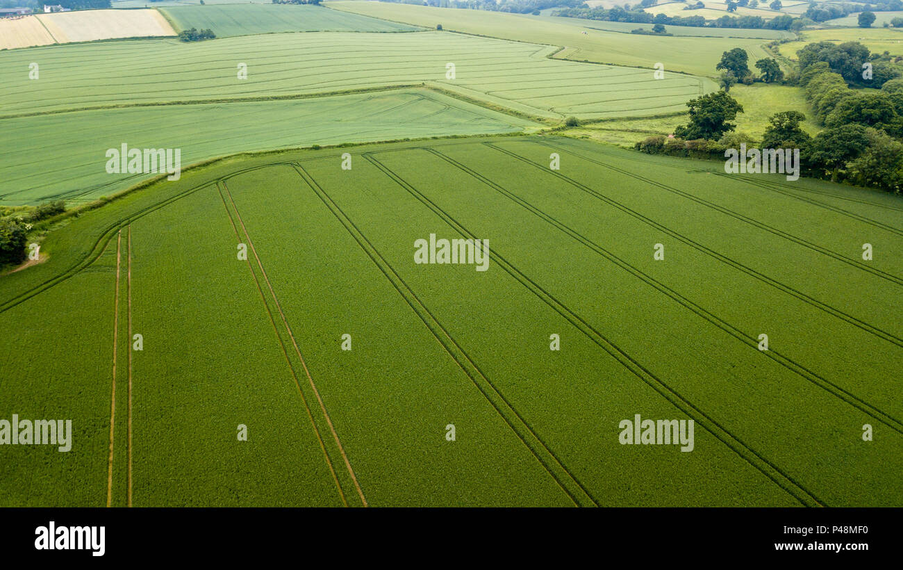 Aerial drone view of neatly ordered farmed fields and crops Stock Photo ...