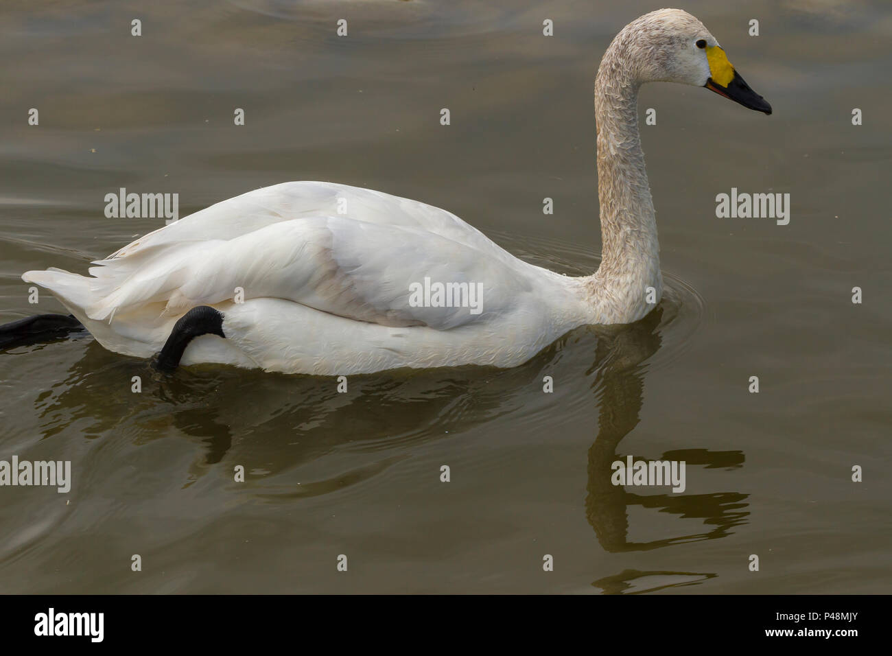 Bewick swan slimbridge hi-res stock photography and images - Alamy