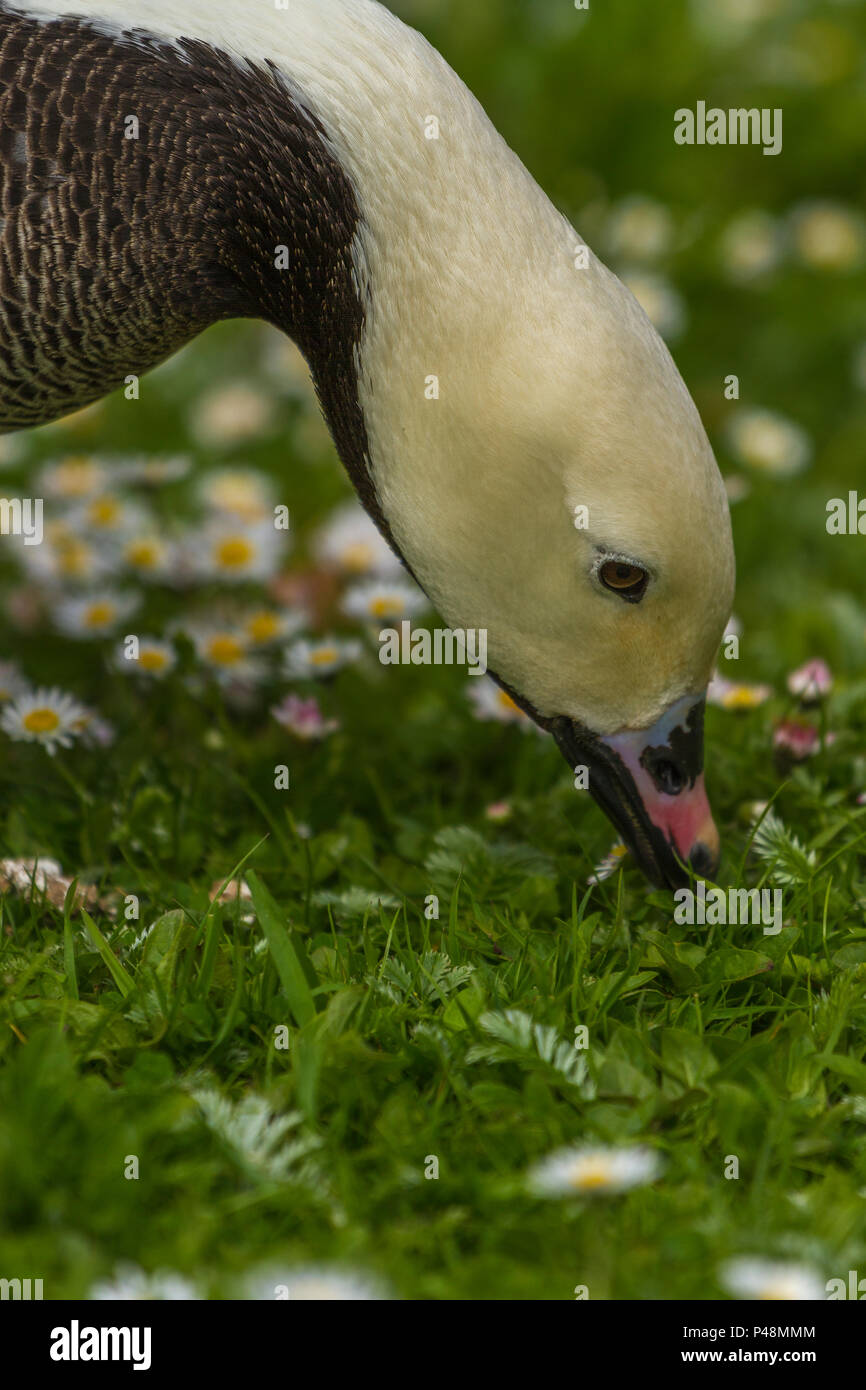 Emperor Goose at Slimbridge Stock Photo - Alamy