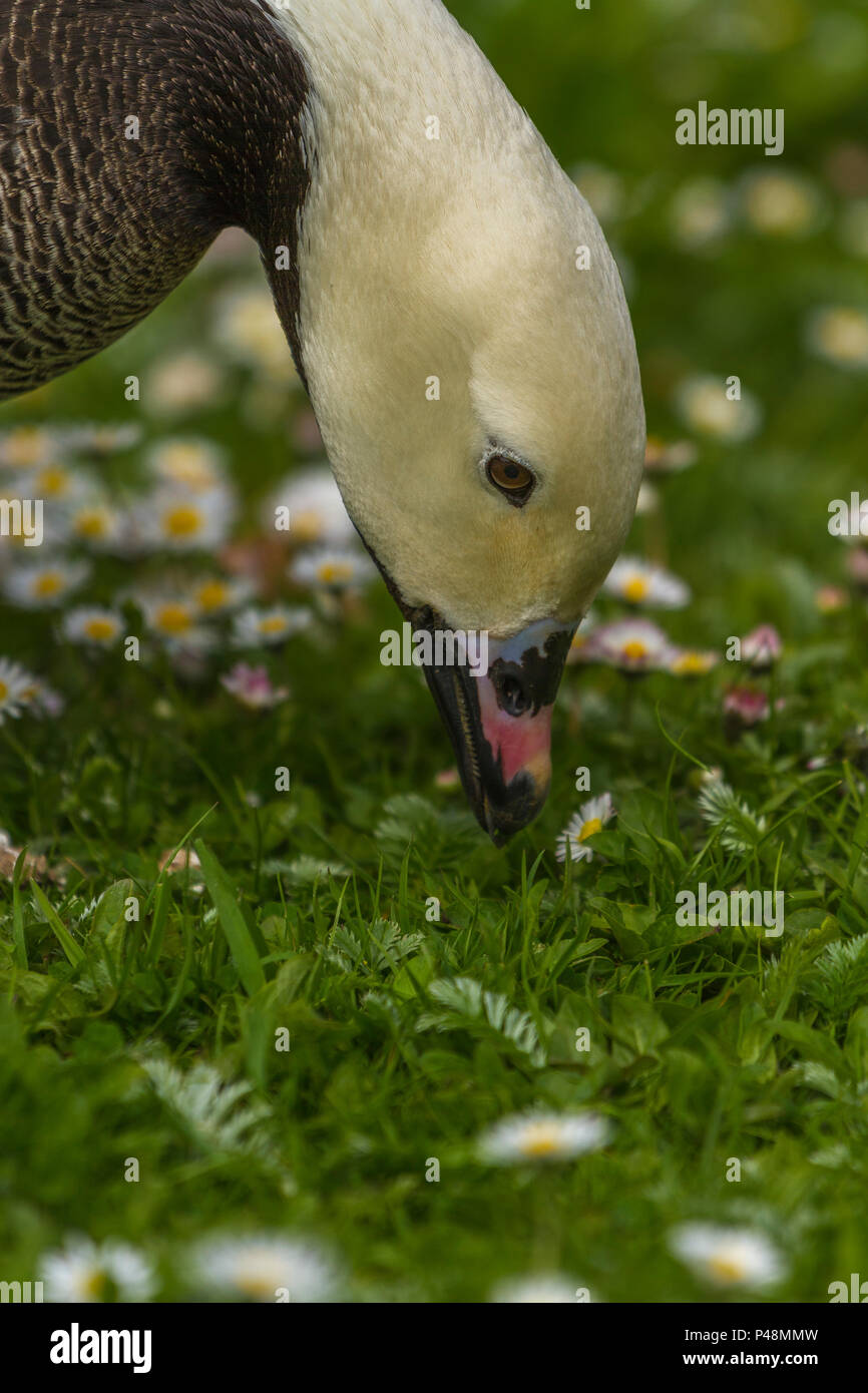 Emperor bill hi-res stock photography and images - Alamy