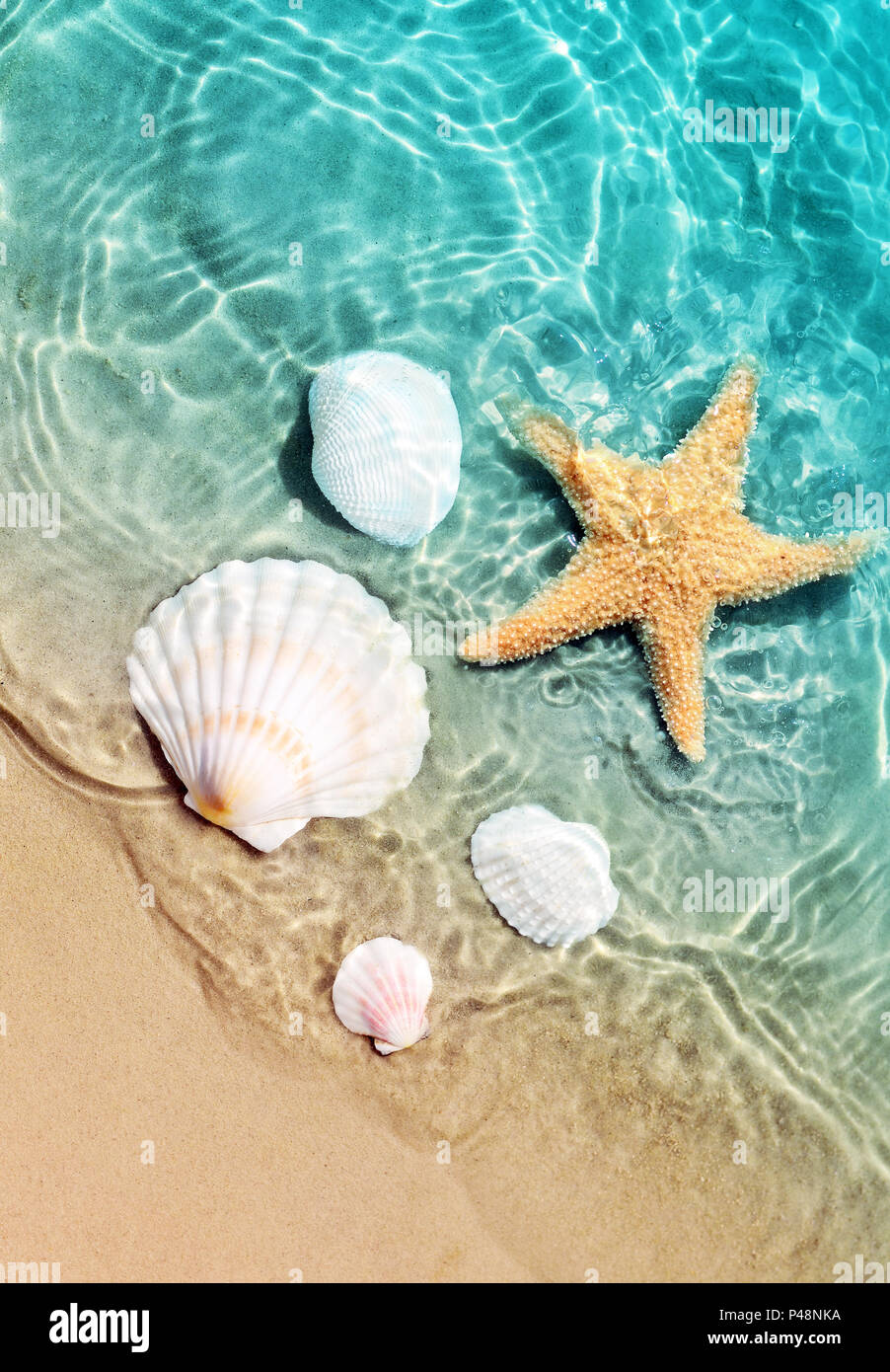 Starfish and seashell on the summer beach in sea water. Summer ...