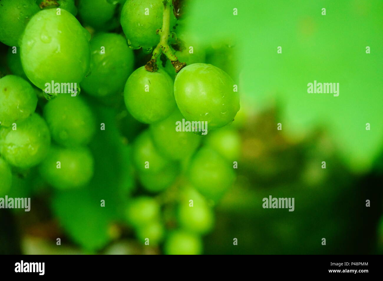 Bunch of green grapes on vine Stock Photo - Alamy