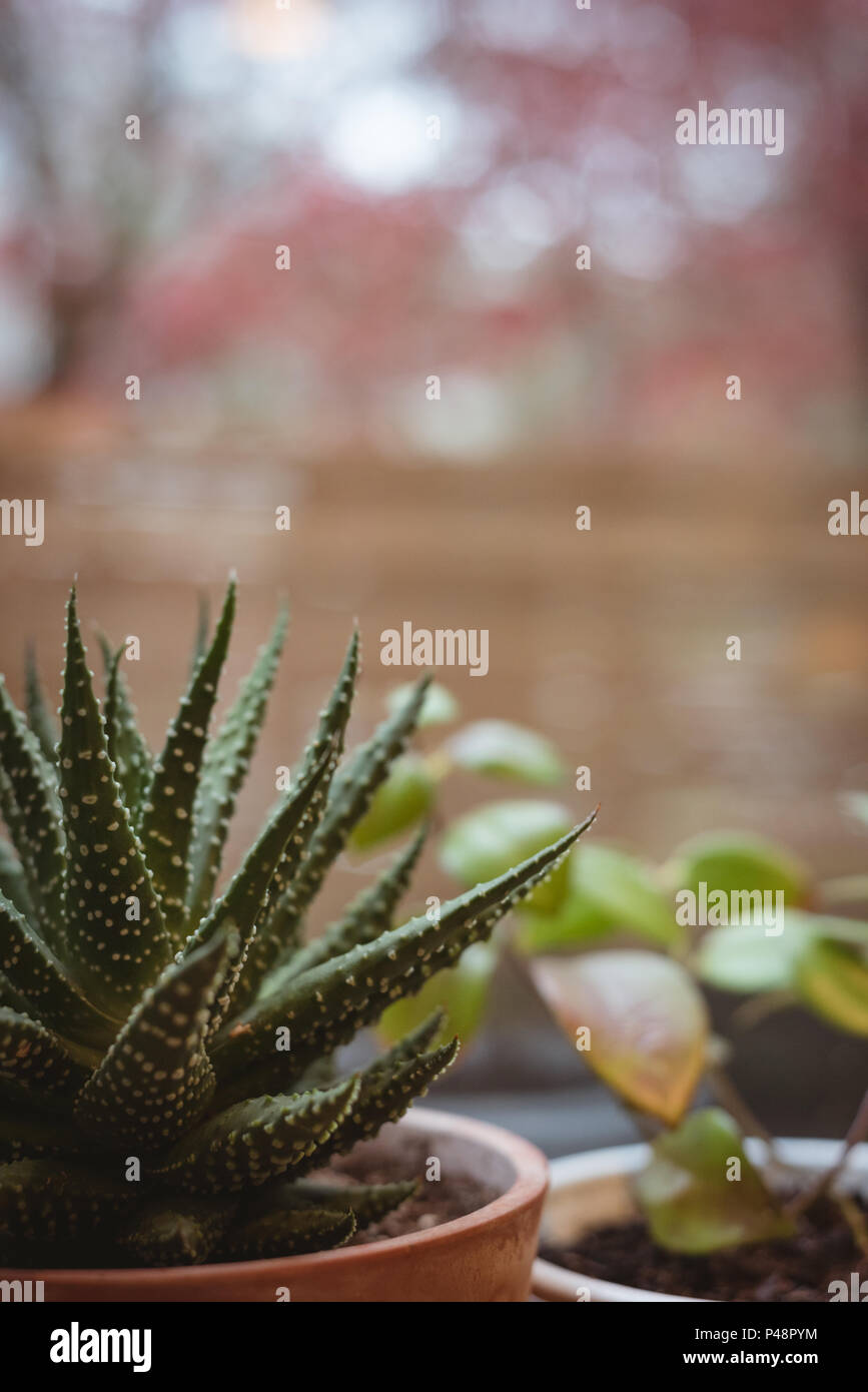 Aloe vera pot hi-res stock photography and images - Alamy