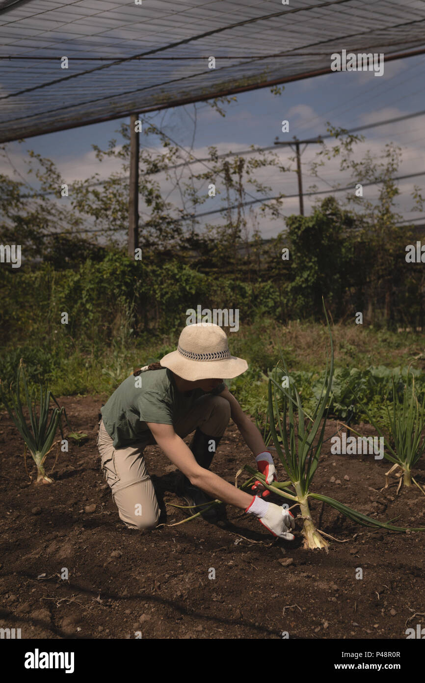 Farmer placing plant into soil Stock Photo - Alamy