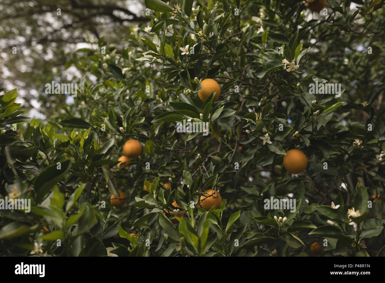 Orange tree in the farm Stock Photo - Alamy
