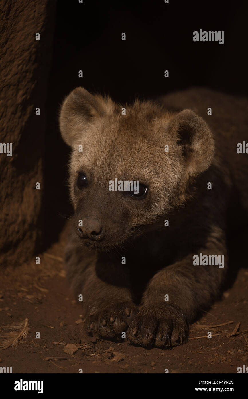Baby hyena hi-res stock photography and images - Alamy