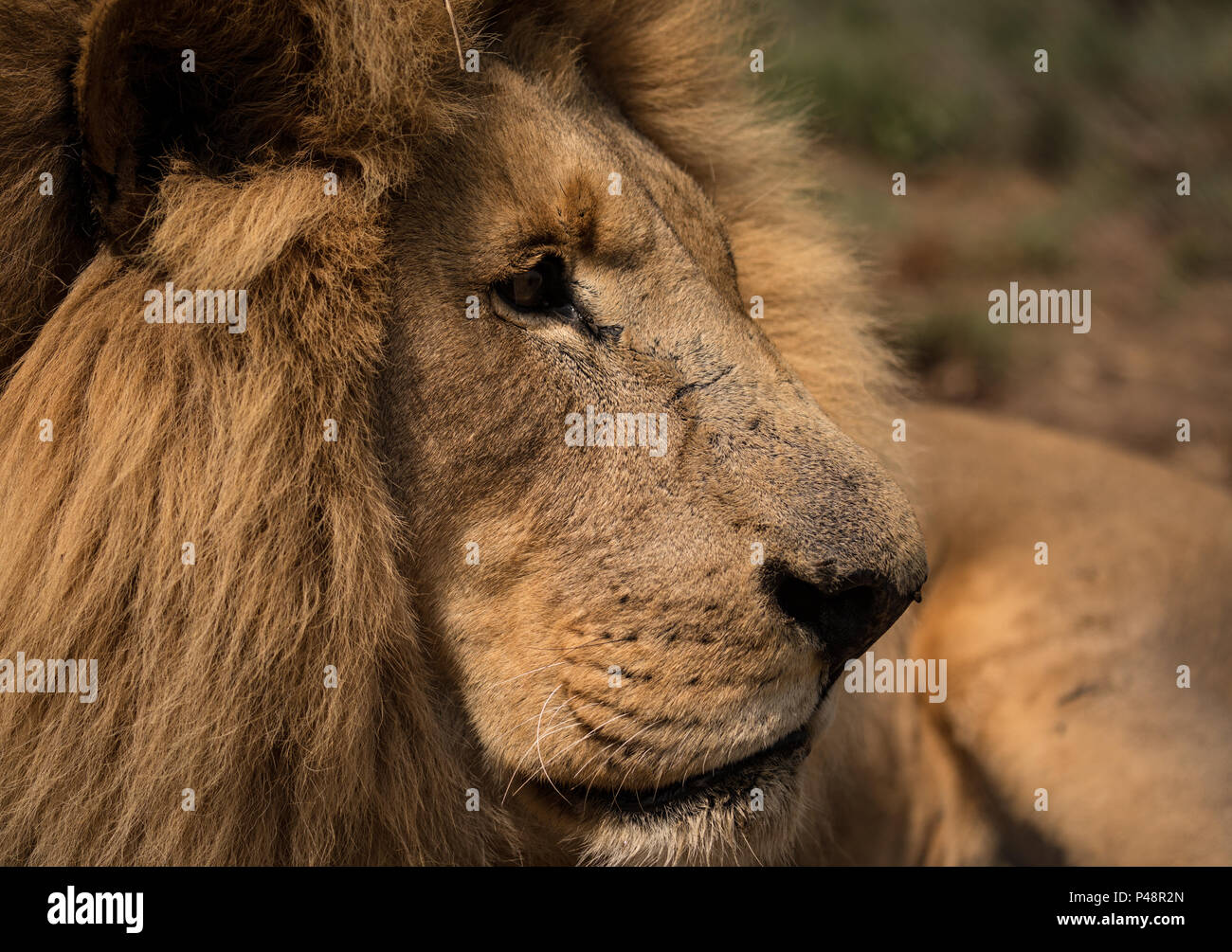 Lion standing up hi-res stock photography and images - Alamy