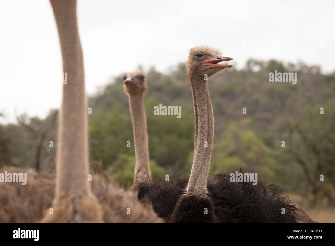 Ostrichs at safari park Stock Photo - Alamy