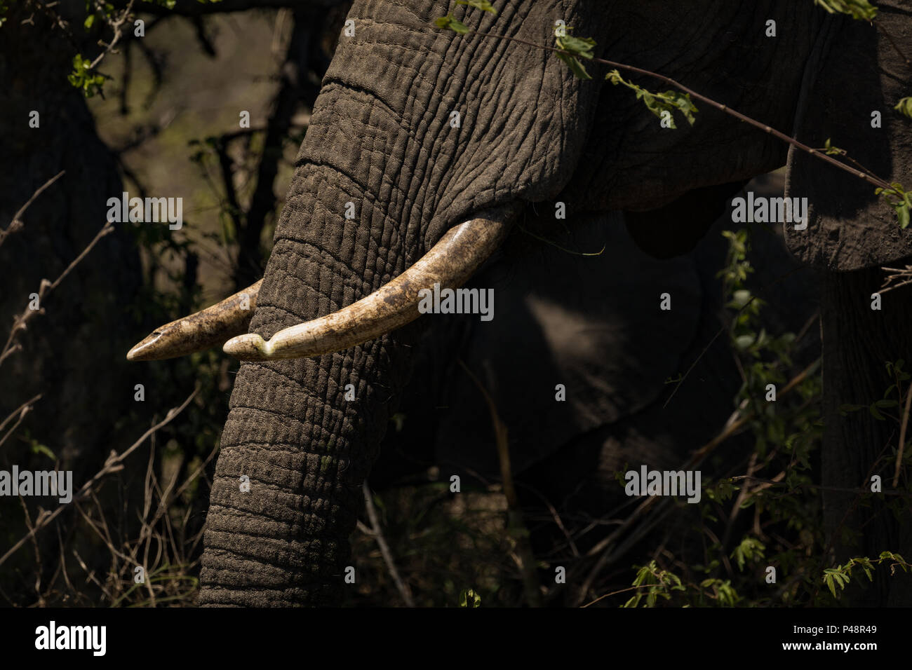 Close-up of elephant teeth Stock Photo - Alamy