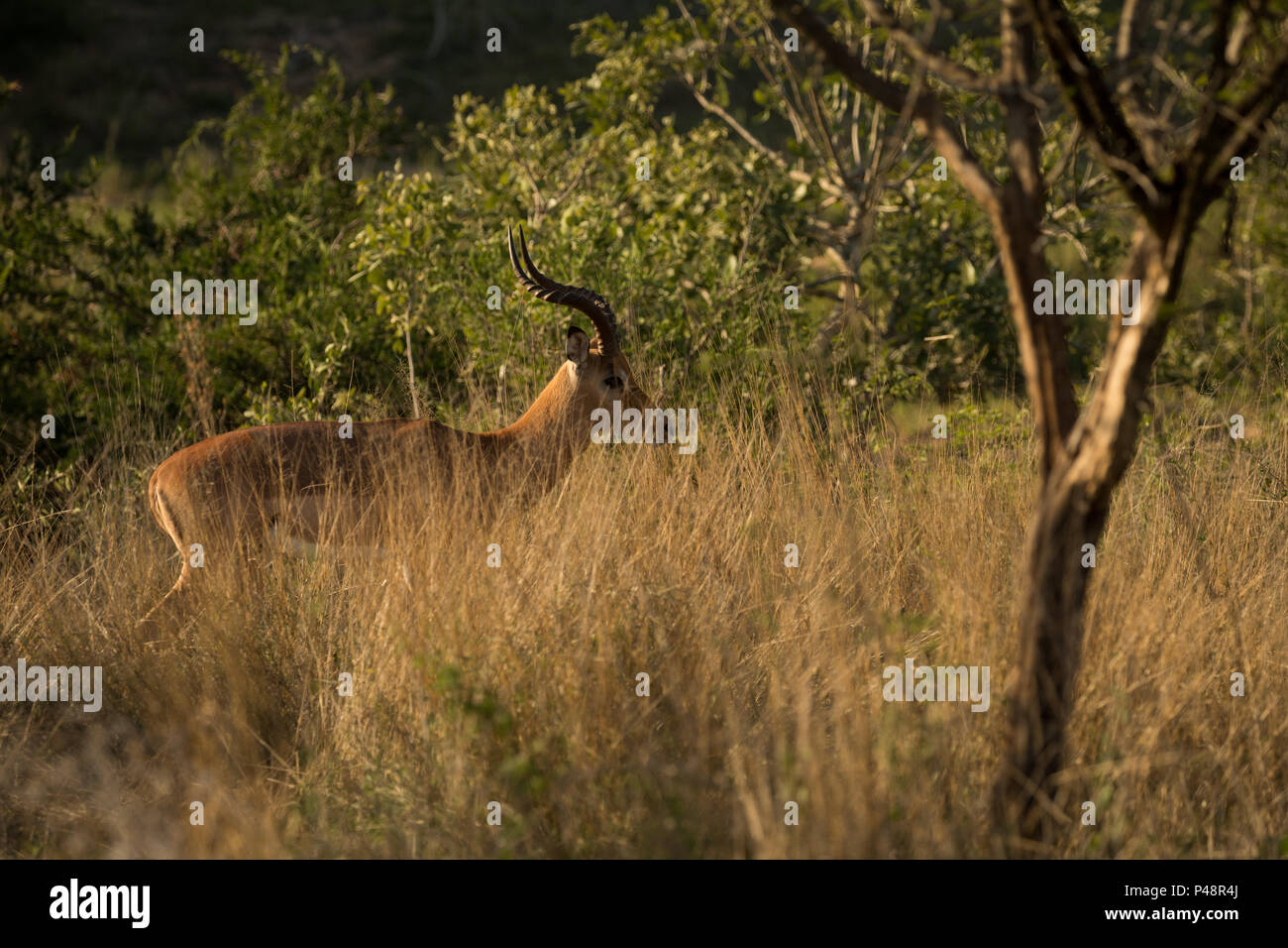 Deer in safari grassland Stock Photo - Alamy
