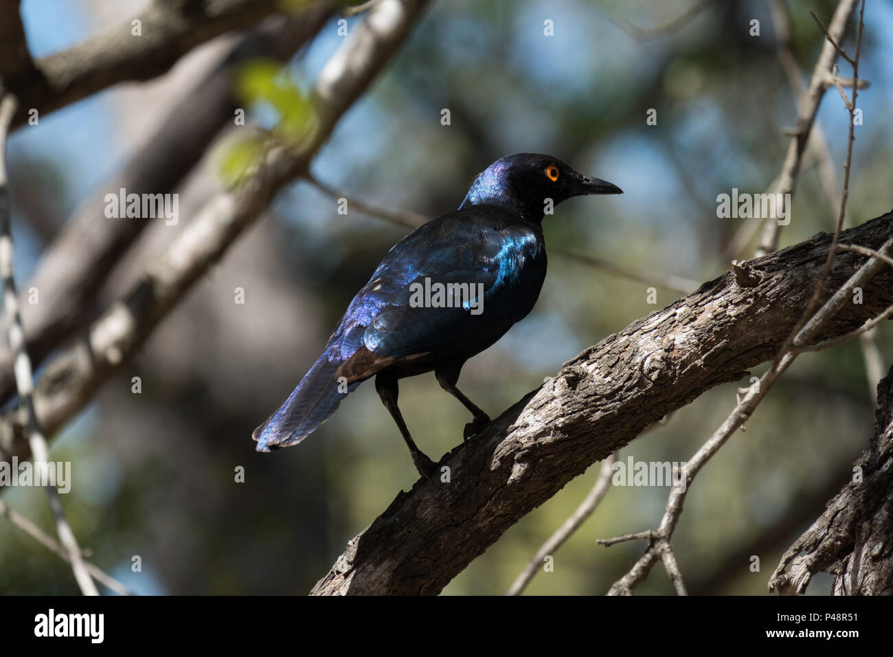 Animal perching hi-res stock photography and images - Alamy