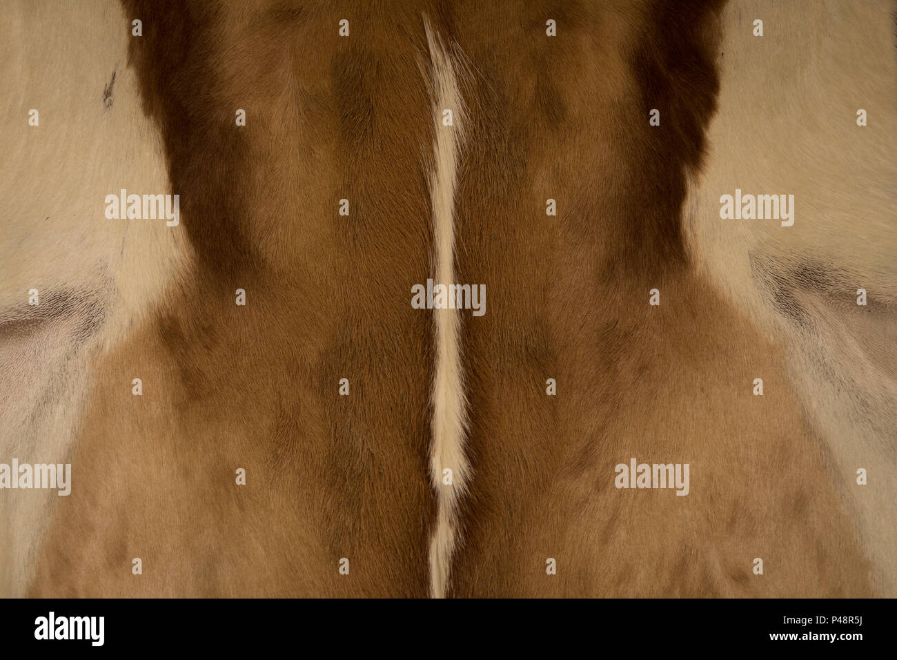 Animal body part hi-res stock photography and images - Alamy