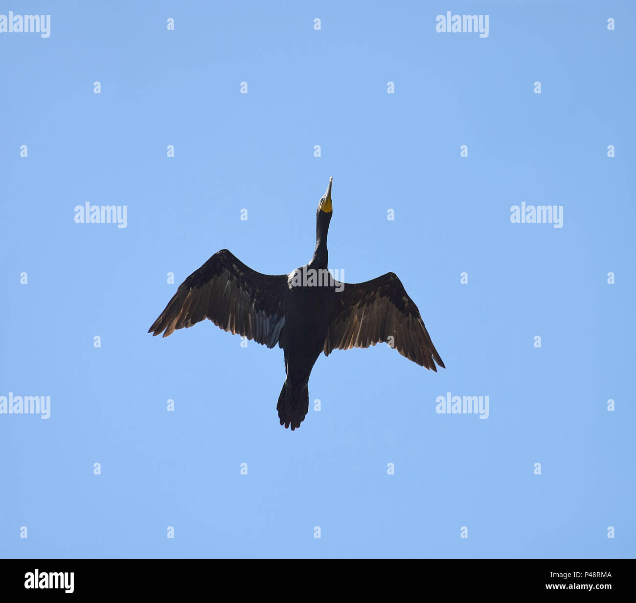 Beautiful Loon Bird High Resolution Stock Photography and Images - Alamy