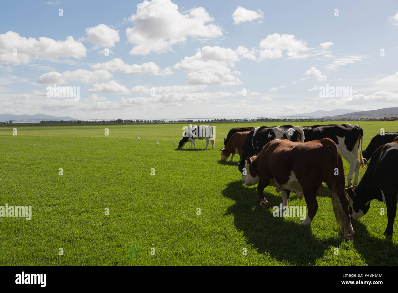 Cattle grazing in the farm Stock Photo - Alamy