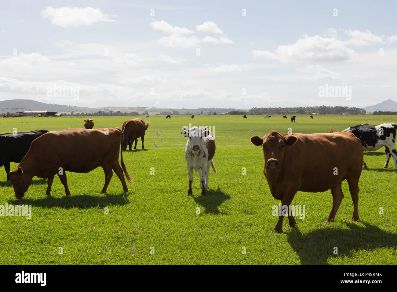 Cattle grazing in the farm Stock Photo - Alamy