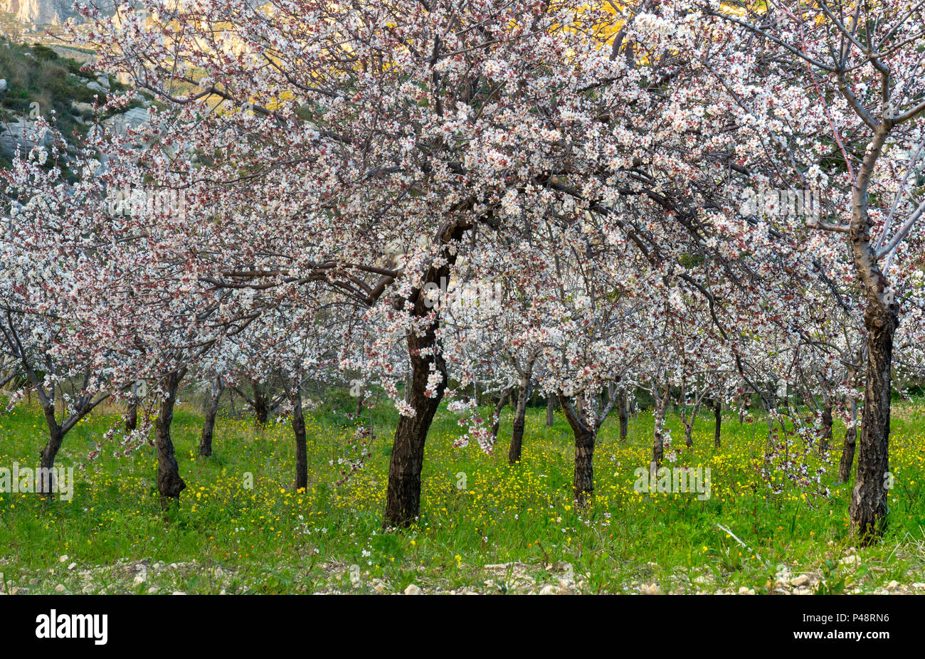Almond trees hi-res stock photography and images - Alamy