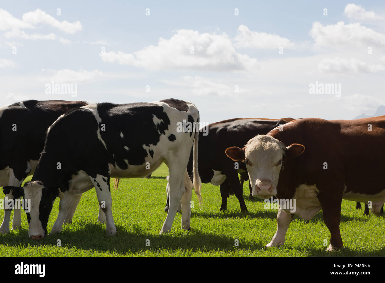 Sunny farm landscape hi-res stock photography and images - Alamy