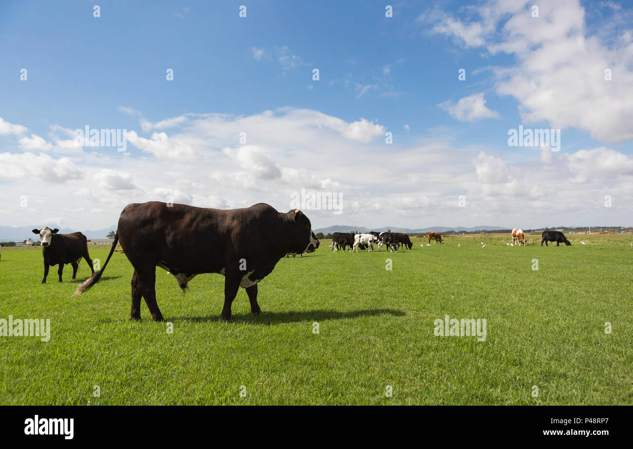 Cattle grazing in the farm Stock Photo - Alamy