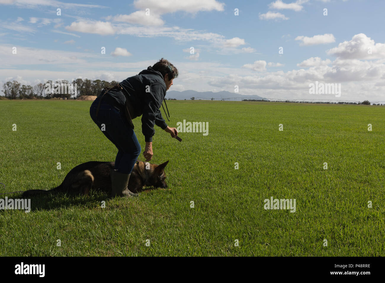 Trainer training the shepherd dog in the field Stock Photo - Alamy
