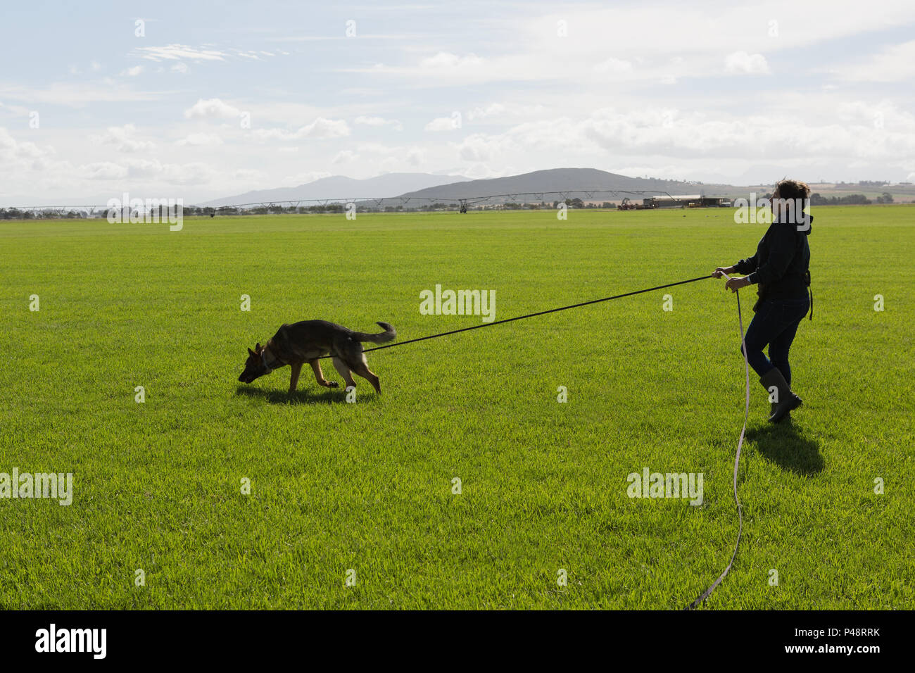 Trainer training the shepherd dog in the field Stock Photo - Alamy