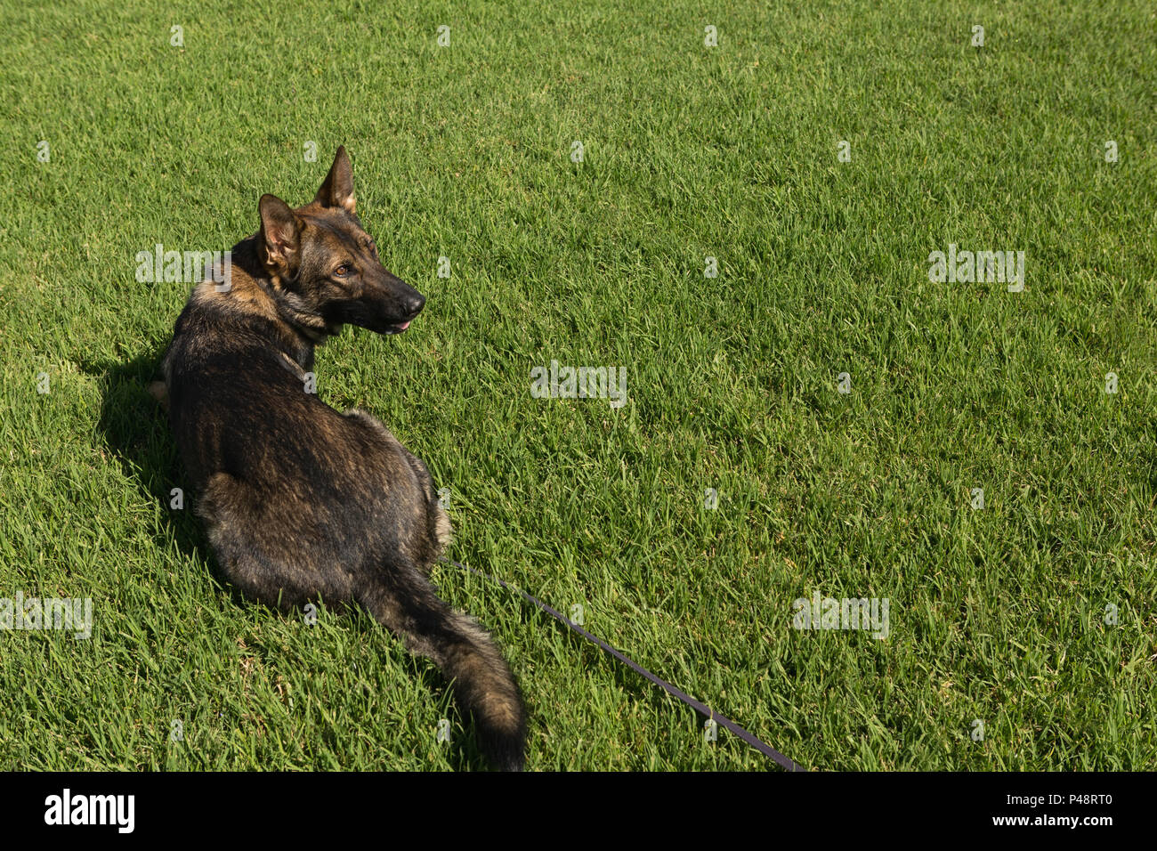Farm animal sitting hi-res stock photography and images - Alamy