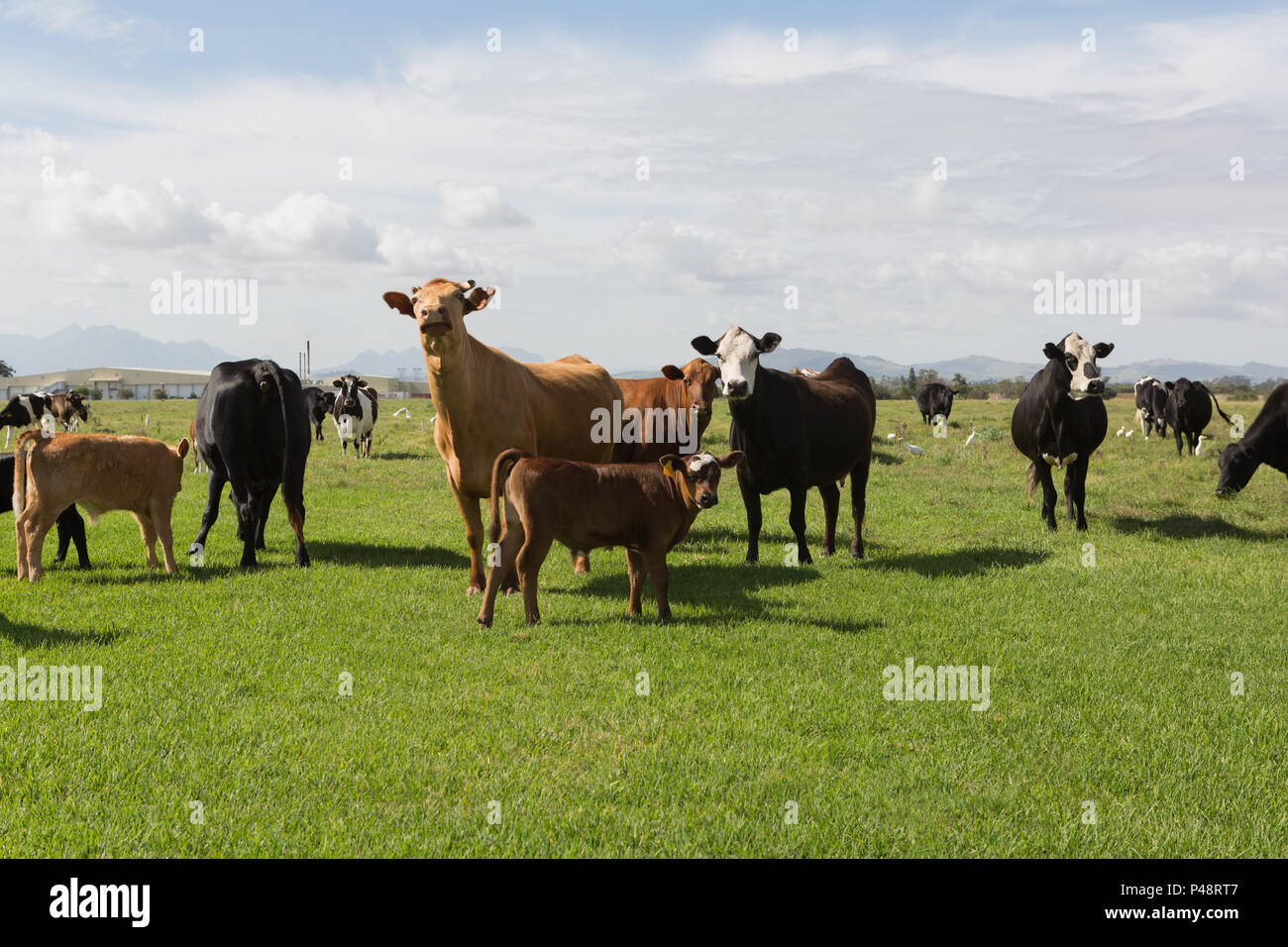 Cattle grazing in the farm Stock Photo - Alamy
